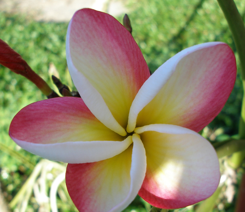 Queen Napranum | Scented Garden Frangipanis