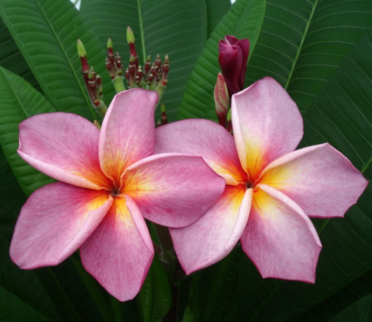 Ultraviolet Red: Purple Princess | Scented Garden Frangipanis